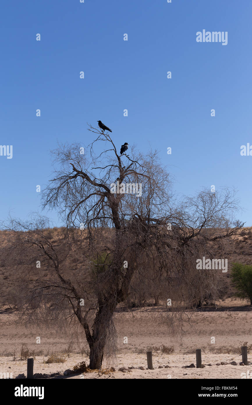 Cape Crow (Corvus capensis), big black bird in Kgalagadi Transfontier ...