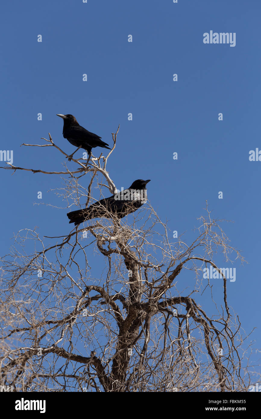 Cape Crow (Corvus capensis), big black bird in Kgalagadi Transfontier ...
