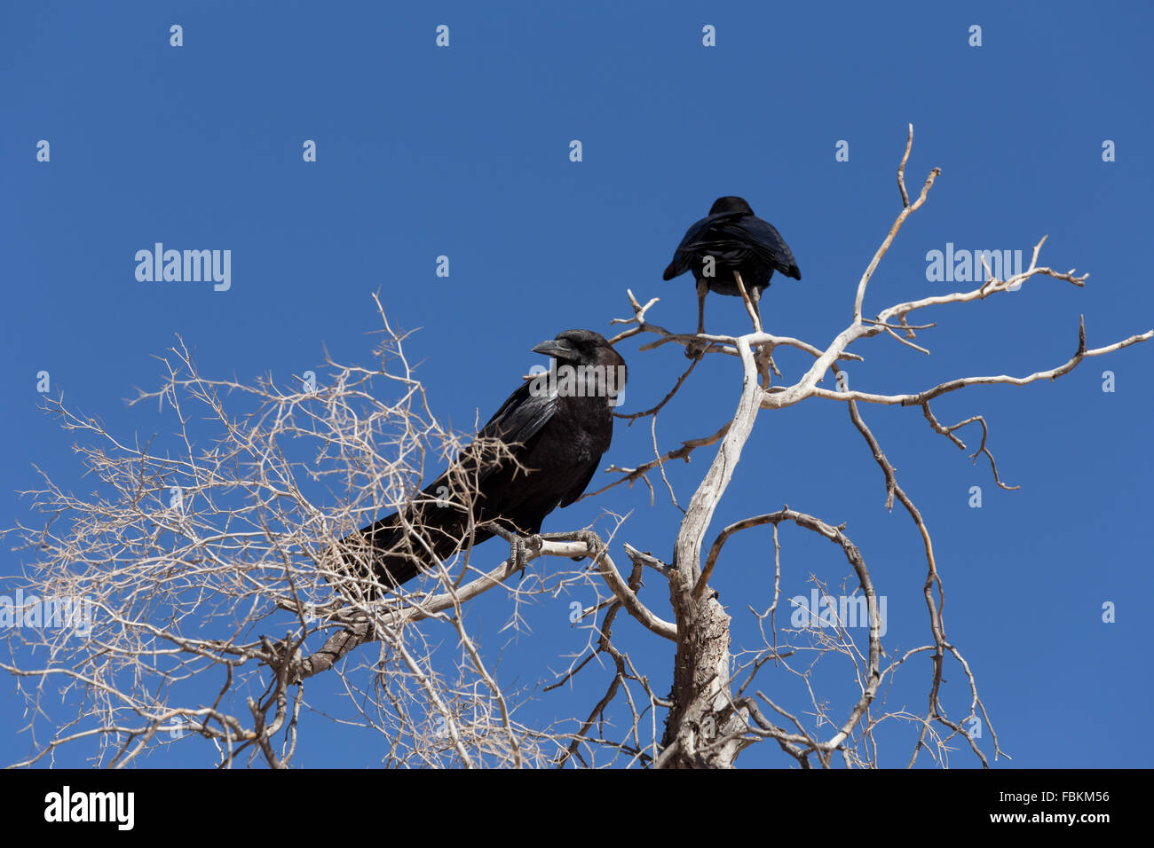 Cape Crow (Corvus capensis), big black bird in Kgalagadi Transfontier ...