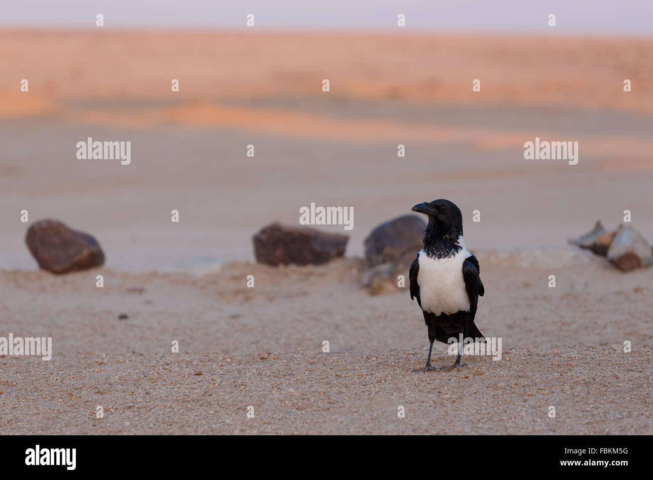 Pied Raven High Resolution Stock Photography and Images - Alamy