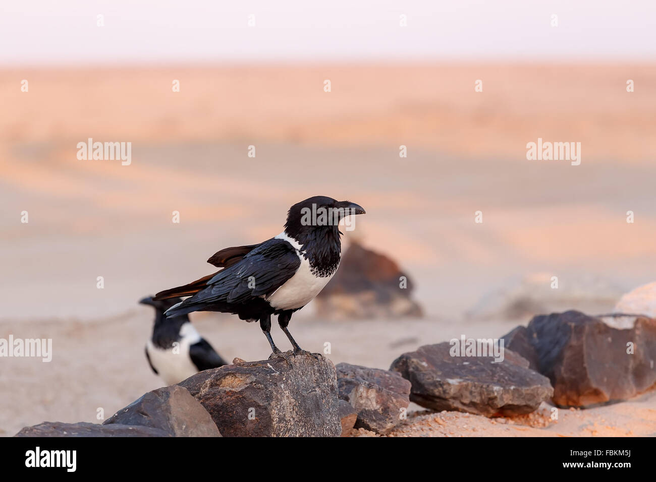 beautifull pied crow (Corvus albus) in namib desert, evening sun Stock ...