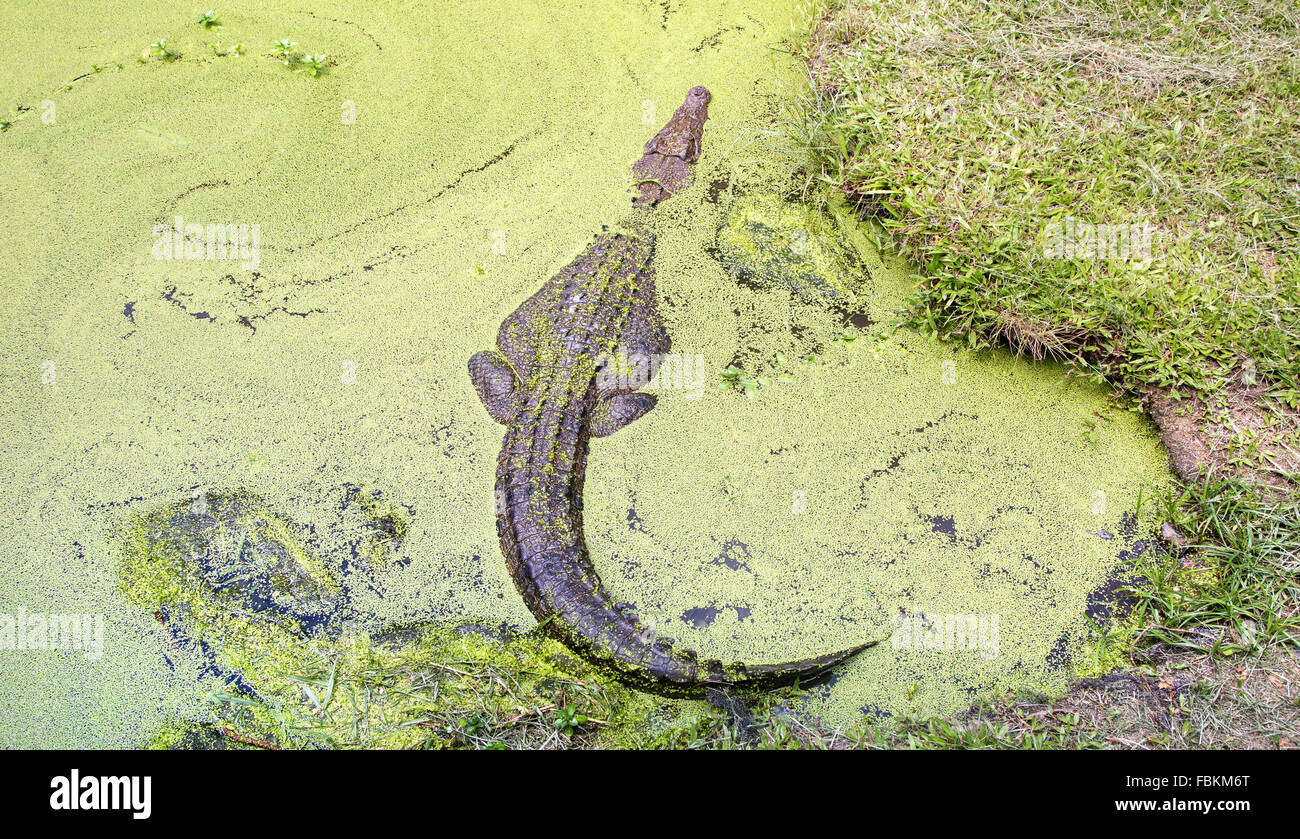 A large crocodile lying in shallow water, sun bathing Stock Photo - Alamy