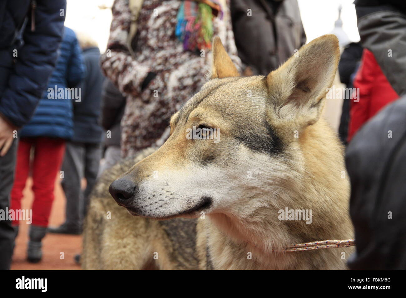 Wolves hunting hi-res stock photography and images - Alamy