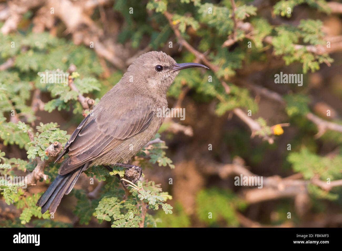 Shining Sunbird (Cinnyris habessinica), Female perched on a branch, Ayn ...