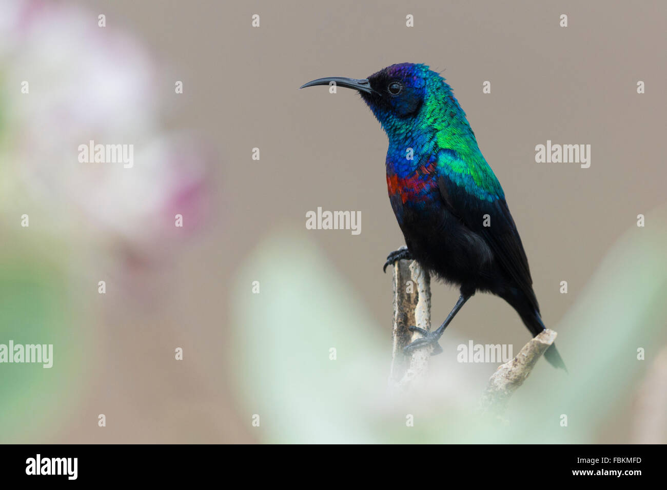 Sunbird hi-res stock photography and images - Alamy