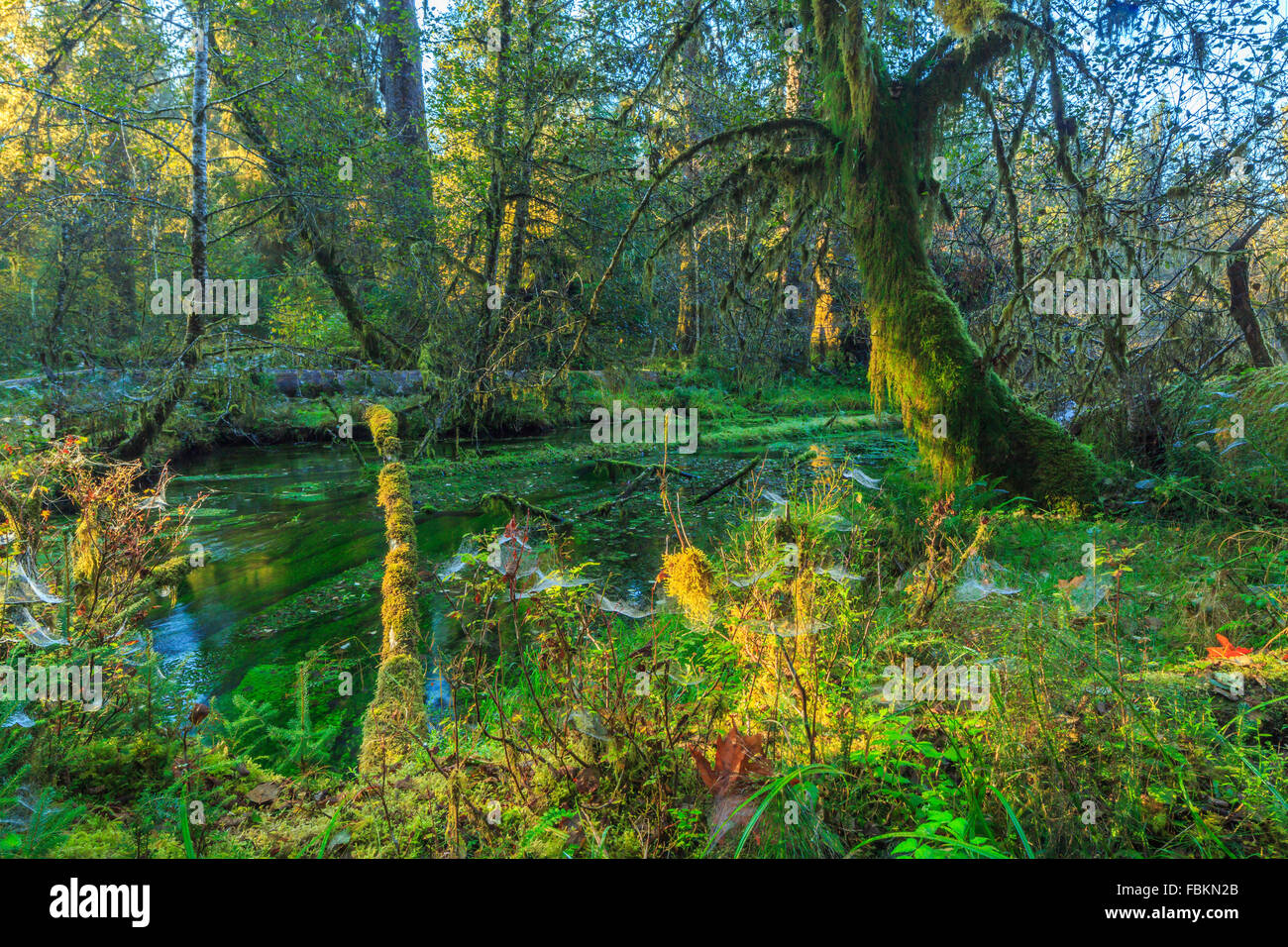 cascade, covered, creek, duck, ecosystem, falls, foliage, forest, green ...