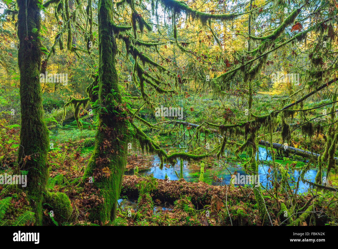 cascade, covered, creek, duck, ecosystem, falls, foliage, forest, green ...