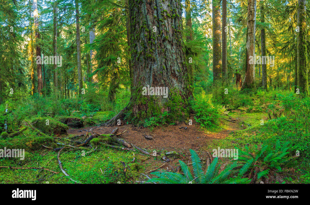 cascade, covered, creek, duck, ecosystem, falls, foliage, forest, green ...