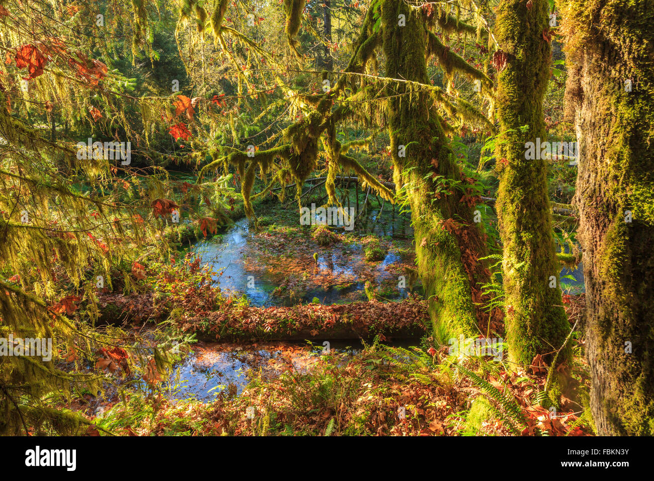 cascade, covered, creek, duck, ecosystem, falls, foliage, forest, green ...
