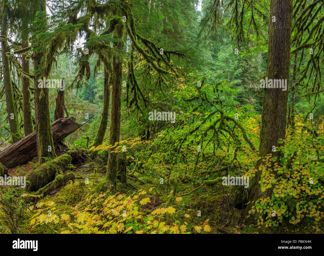 cascade, covered, creek, duck, ecosystem, falls, foliage, forest, green ...