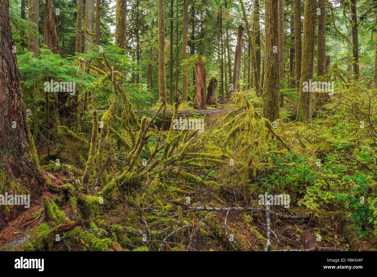 cascade, covered, creek, duck, ecosystem, falls, foliage, forest, green ...