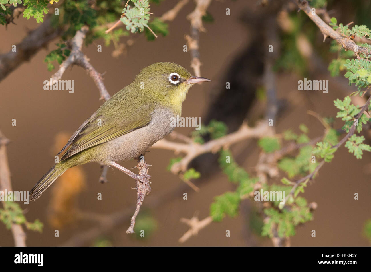 Zosterops abyssinicus hi-res stock photography and images - Alamy