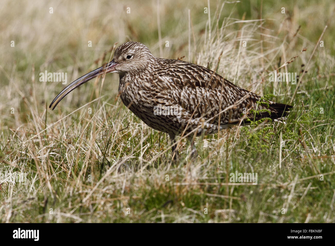 Eurasian curlew (Numenius arquata Stock Photo - Alamy