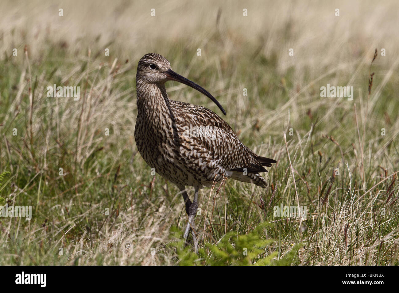 Eurasian curlew numenius arquata hi-res stock photography and images ...