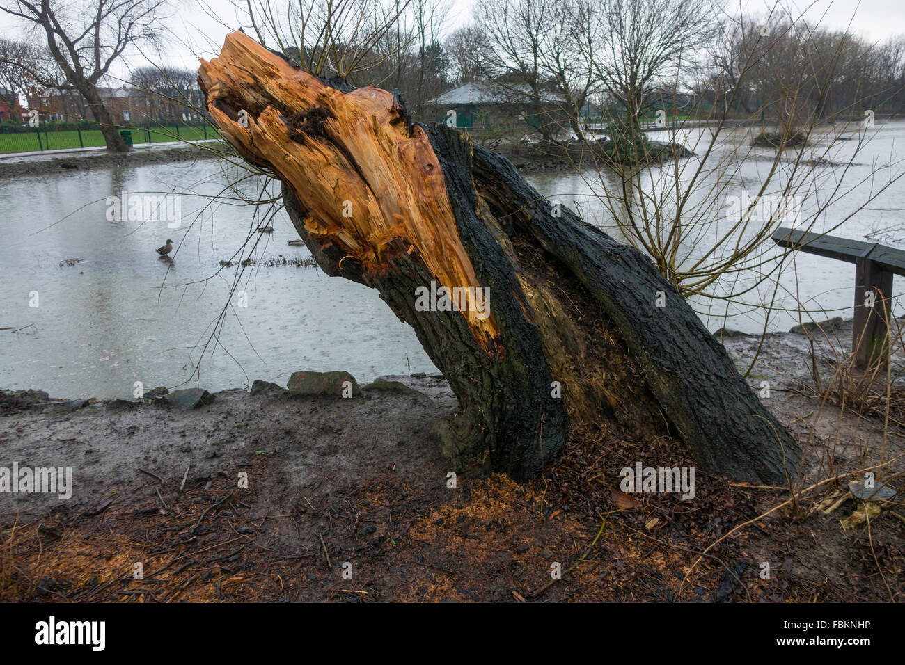 Mature willow tree hi-res stock photography and images - Alamy