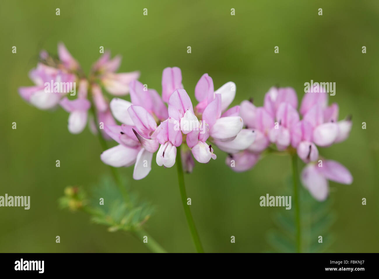Crown vetch hi-res stock photography and images - Alamy