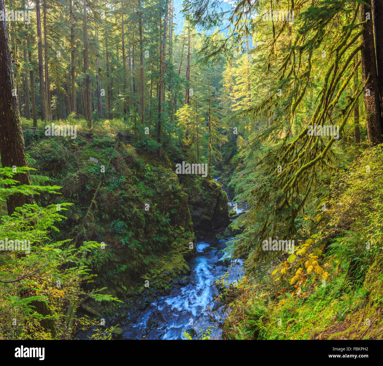 cascade, covered, creek, duck, ecosystem, falls, foliage, forest, green ...