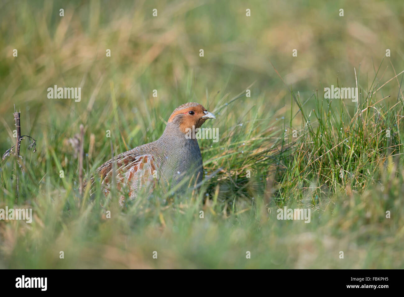 Grey partridge / Rebhuhn ( Perdix perdix ) sitting, hiding in wet grass ...