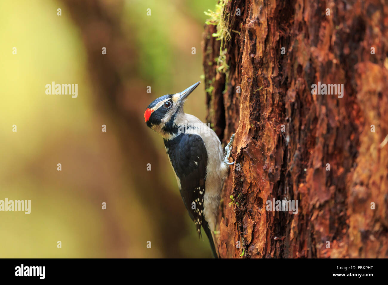 animal, background, beak, beautiful, bill, bird, black, colorful ...