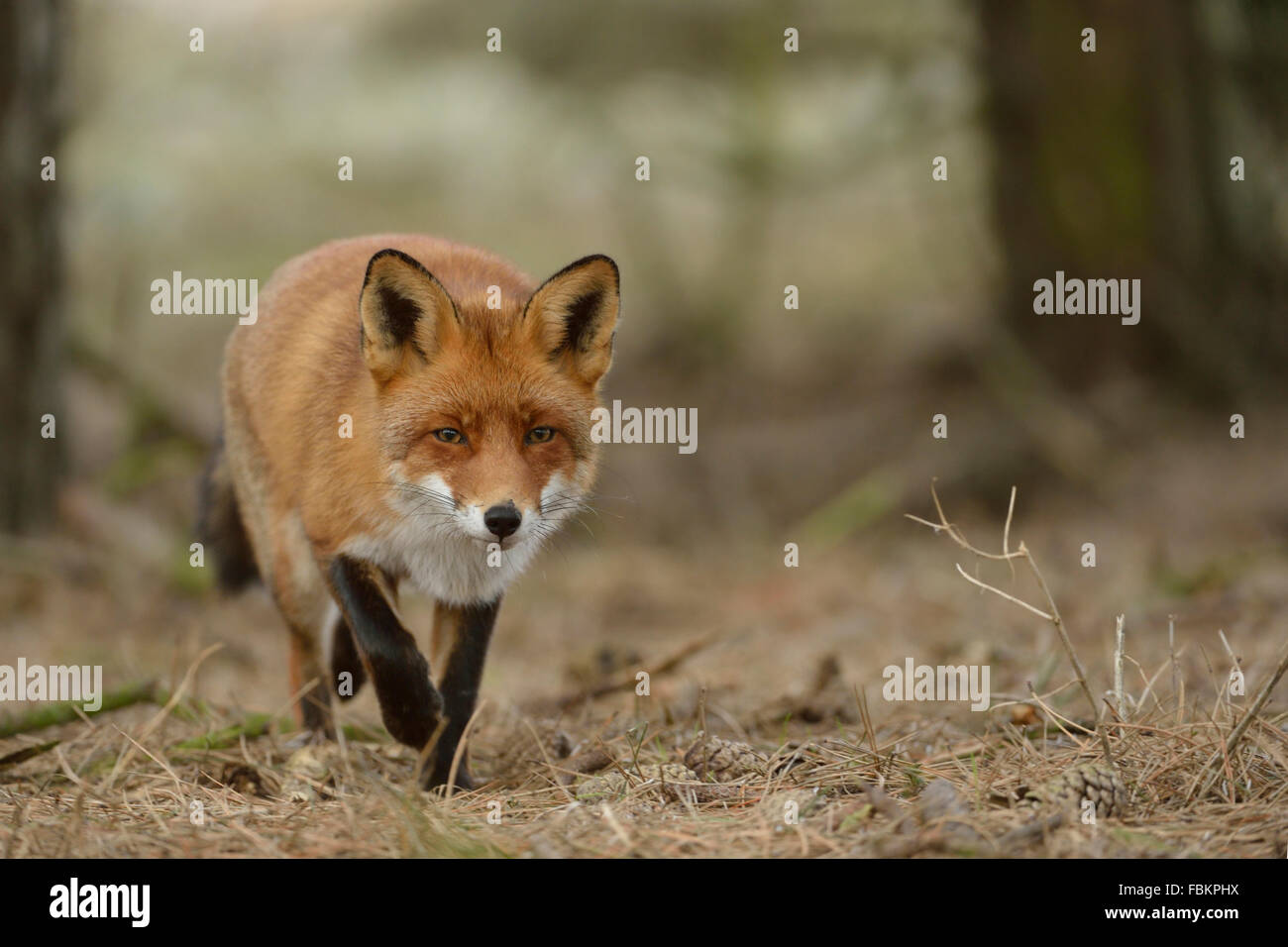 Red fox hi-res stock photography and images - Alamy