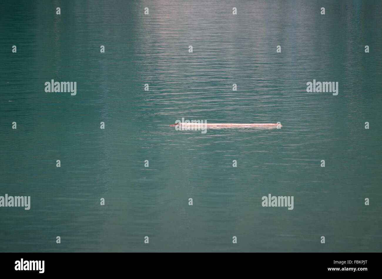 Tree log in water hi-res stock photography and images - Alamy