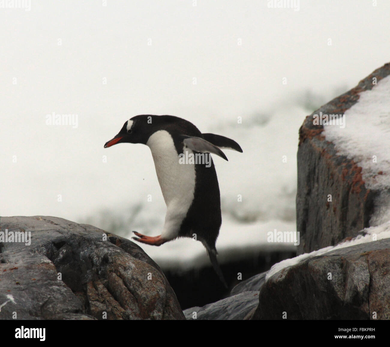 Penguin jump antarctica hi-res stock photography and images - Alamy