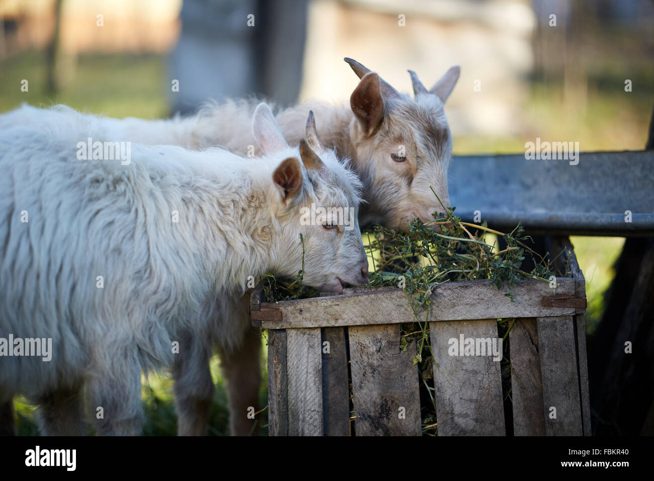 Two baby goats eating hay from a wooden box Stock Photo - Alamy