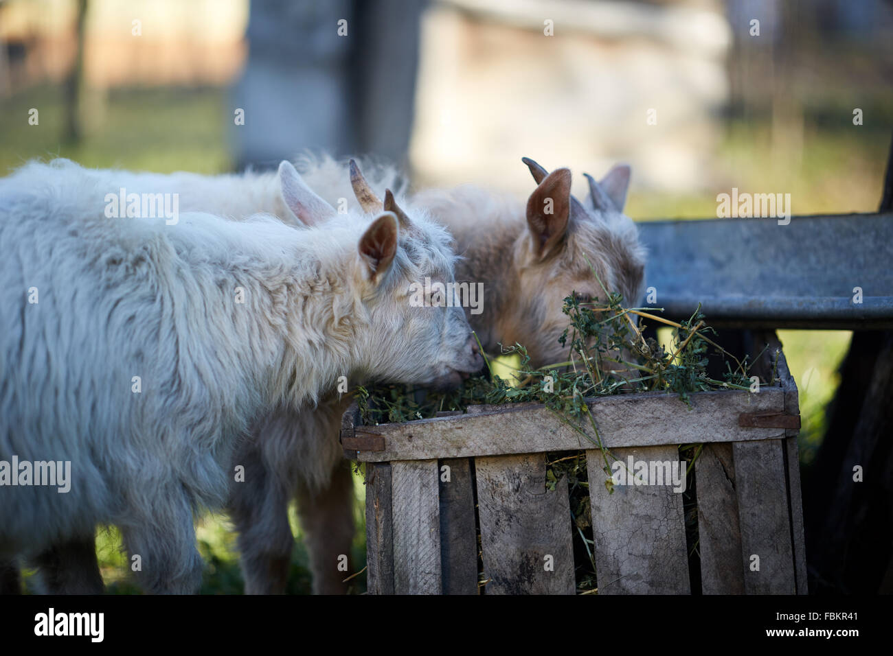 Goats Eating Hay High Resolution Stock Photography and Images - Alamy