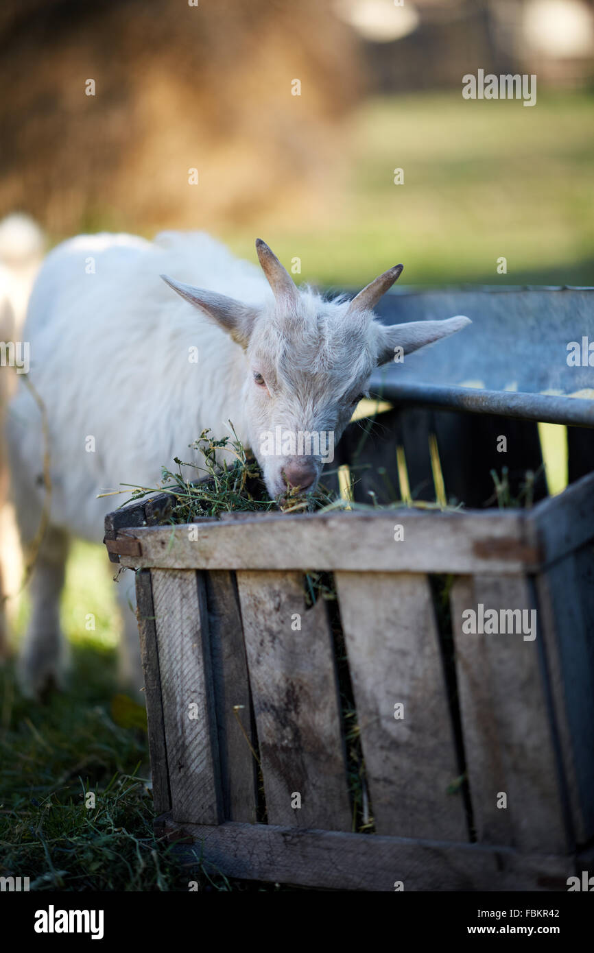 Baby goat eating hi-res stock photography and images - Alamy