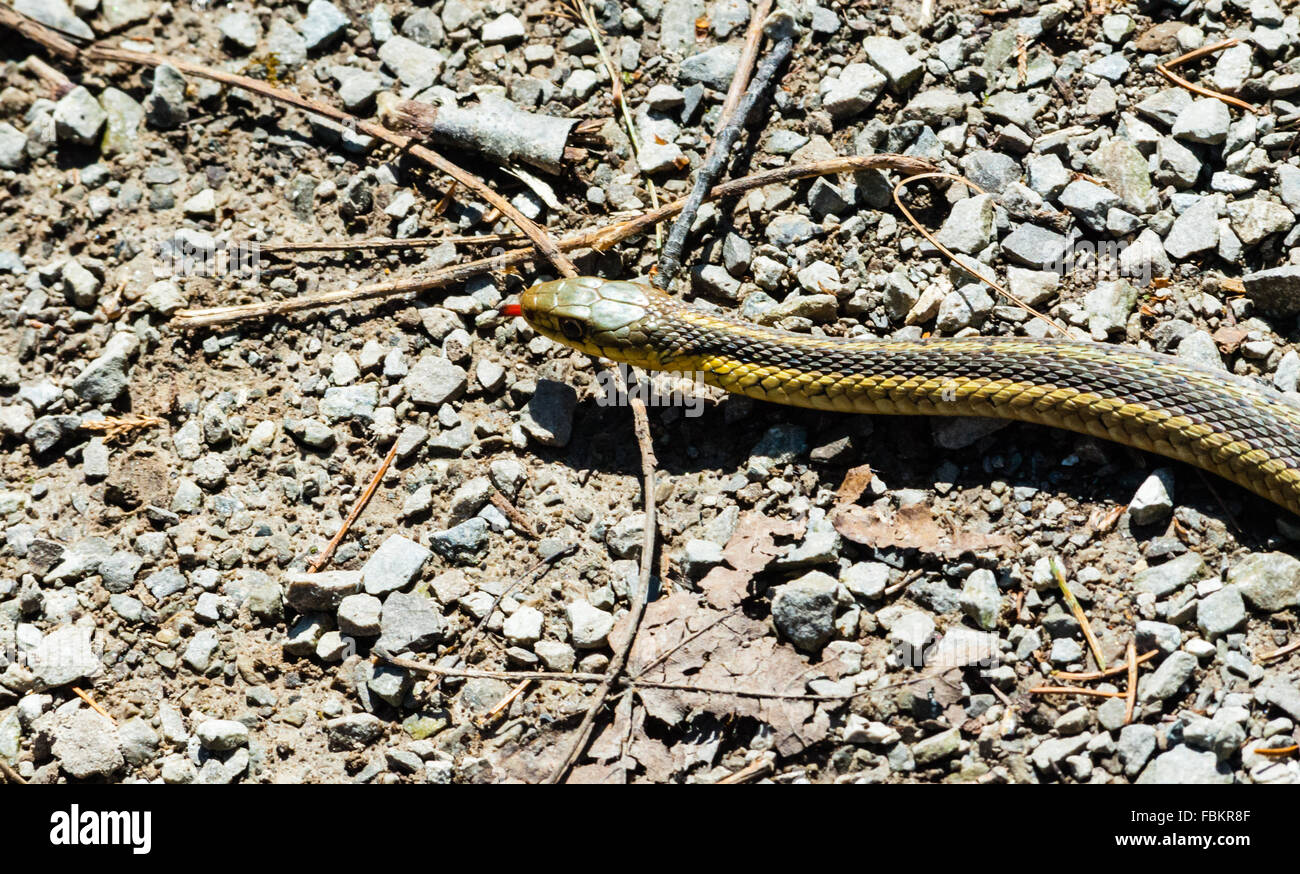 Head of single black and yellow garter snake entering from right and ...