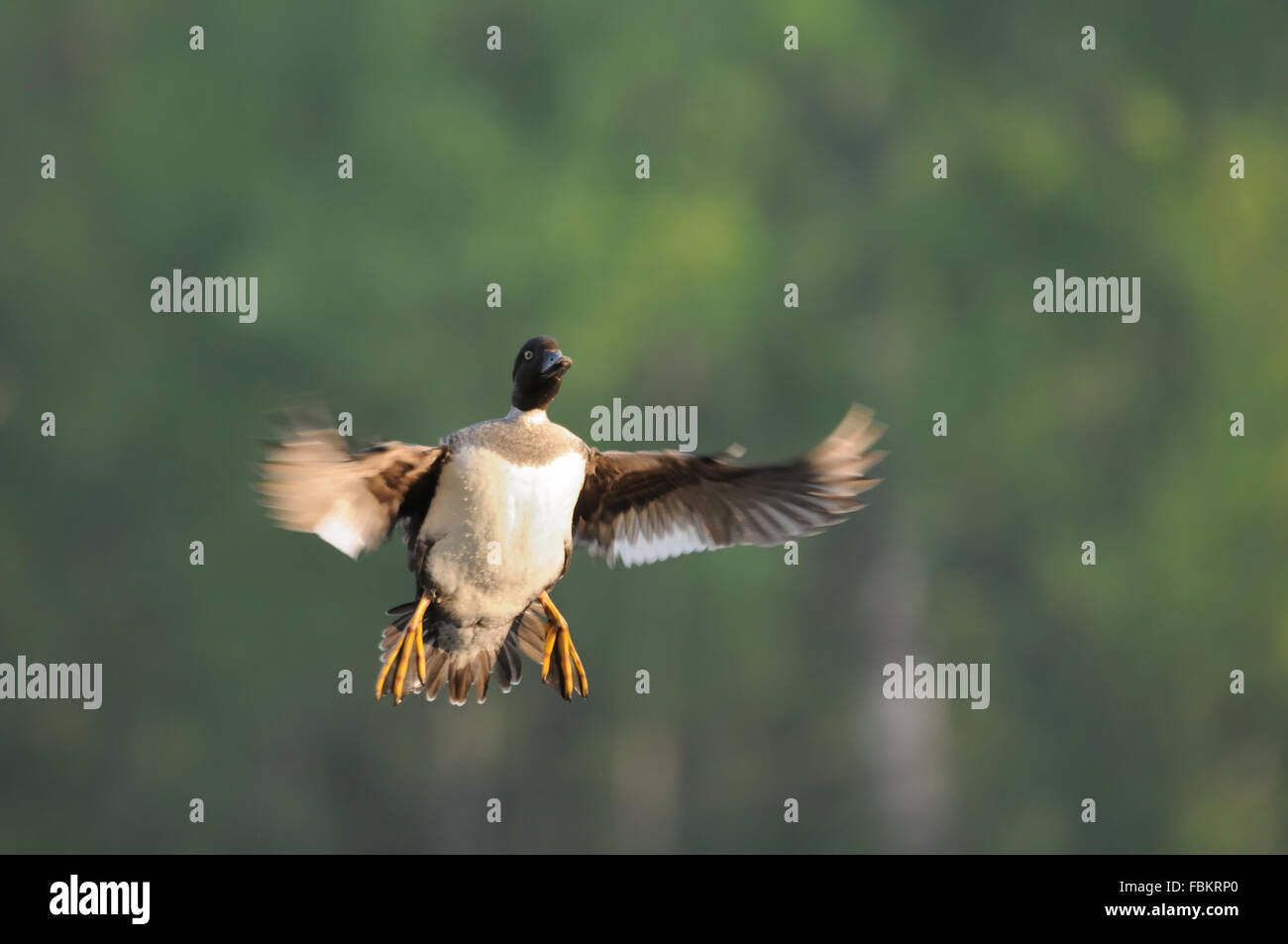 Female goldeneye hi-res stock photography and images - Alamy