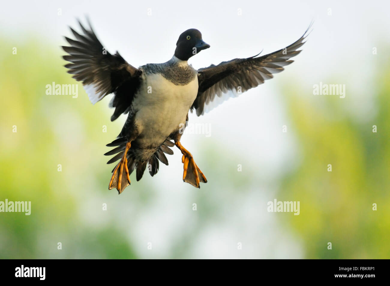 Flying female Goldeneye Stock Photo - Alamy