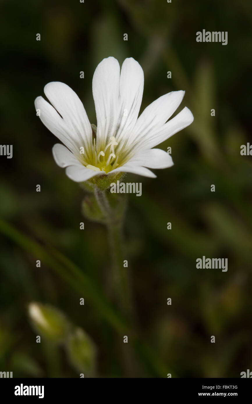 Greater Stitchwort (Stellaria neglecta) flower Stock Photo - Alamy