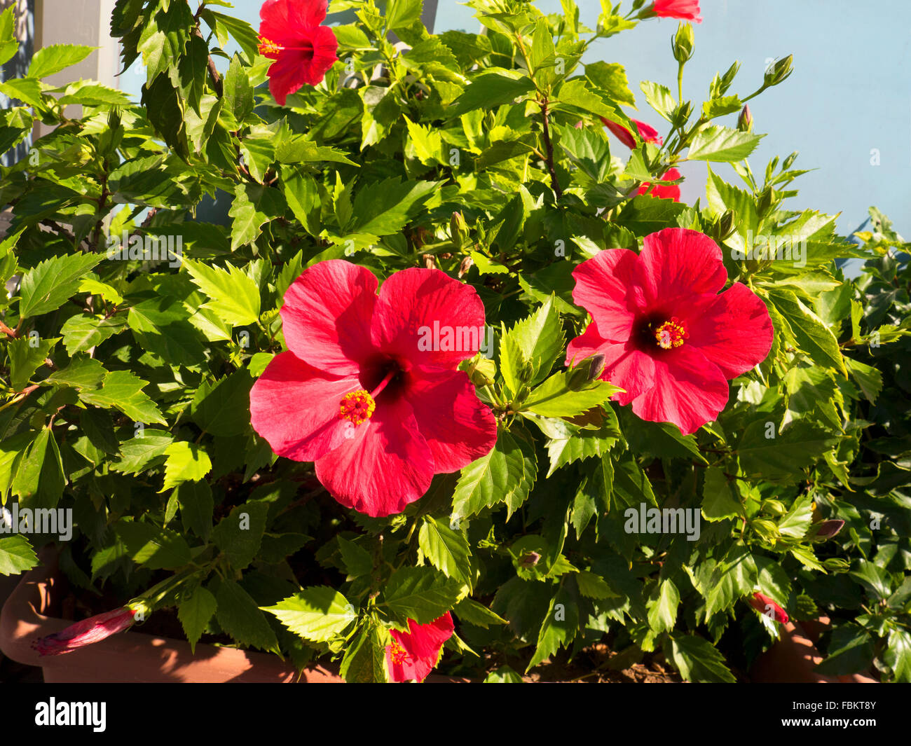 Hibiscus Flowers on the Rock of Gibraltar at the entrance to the ...