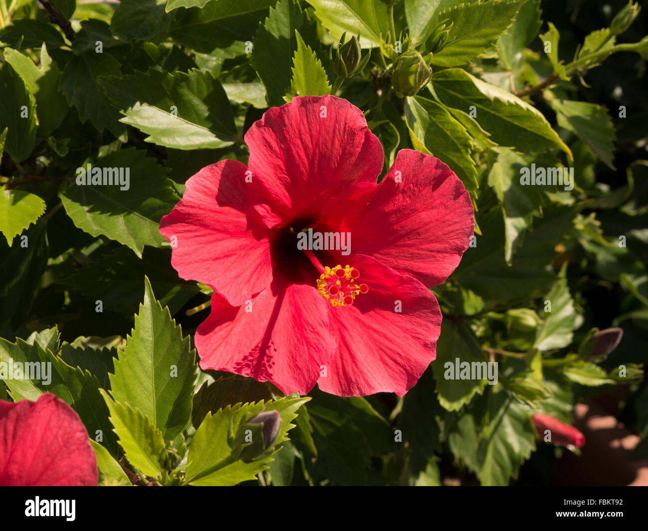 Hibiscus Flowers on the Rock of Gibraltar at the entrance to the ...