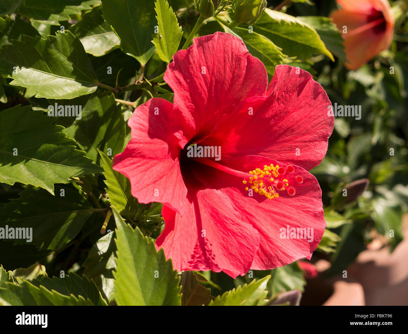 Hibiscus Flowers on the Rock of Gibraltar at the entrance to the ...
