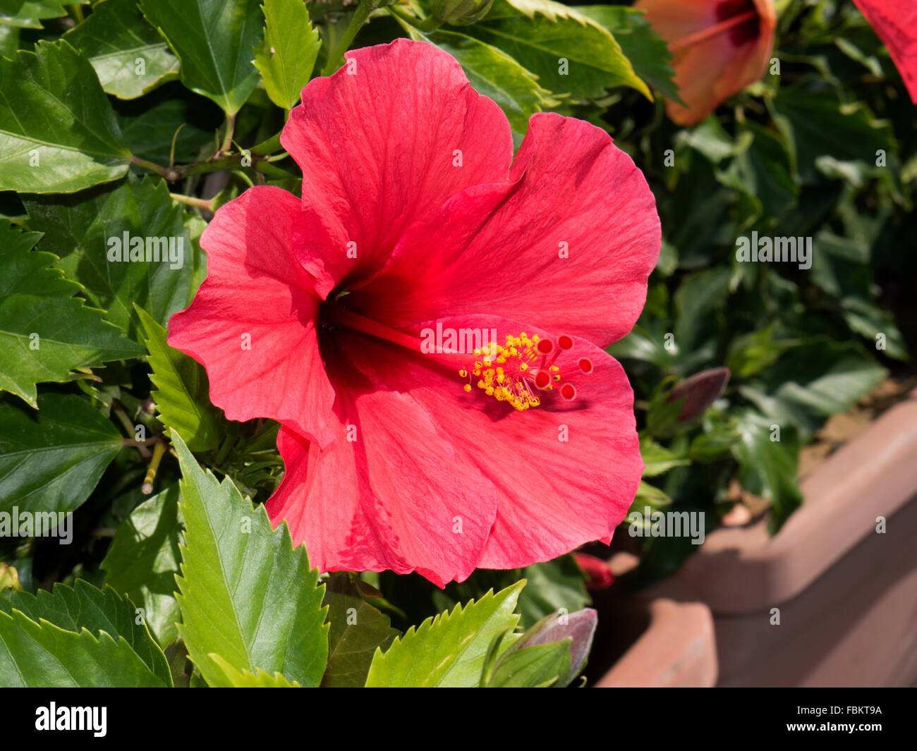 Hibiscus Flowers on the Rock of Gibraltar at the entrance to the ...