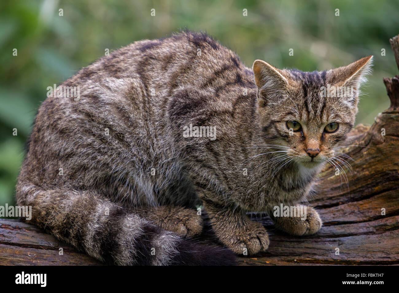 Scottish wildcat felis silvestris grampia hi-res stock photography and ...