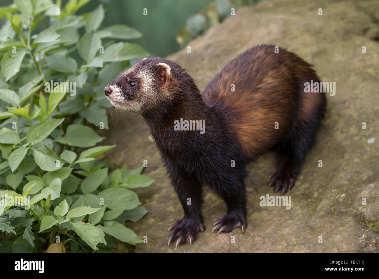 European polecat (Mustela putorius Stock Photo - Alamy