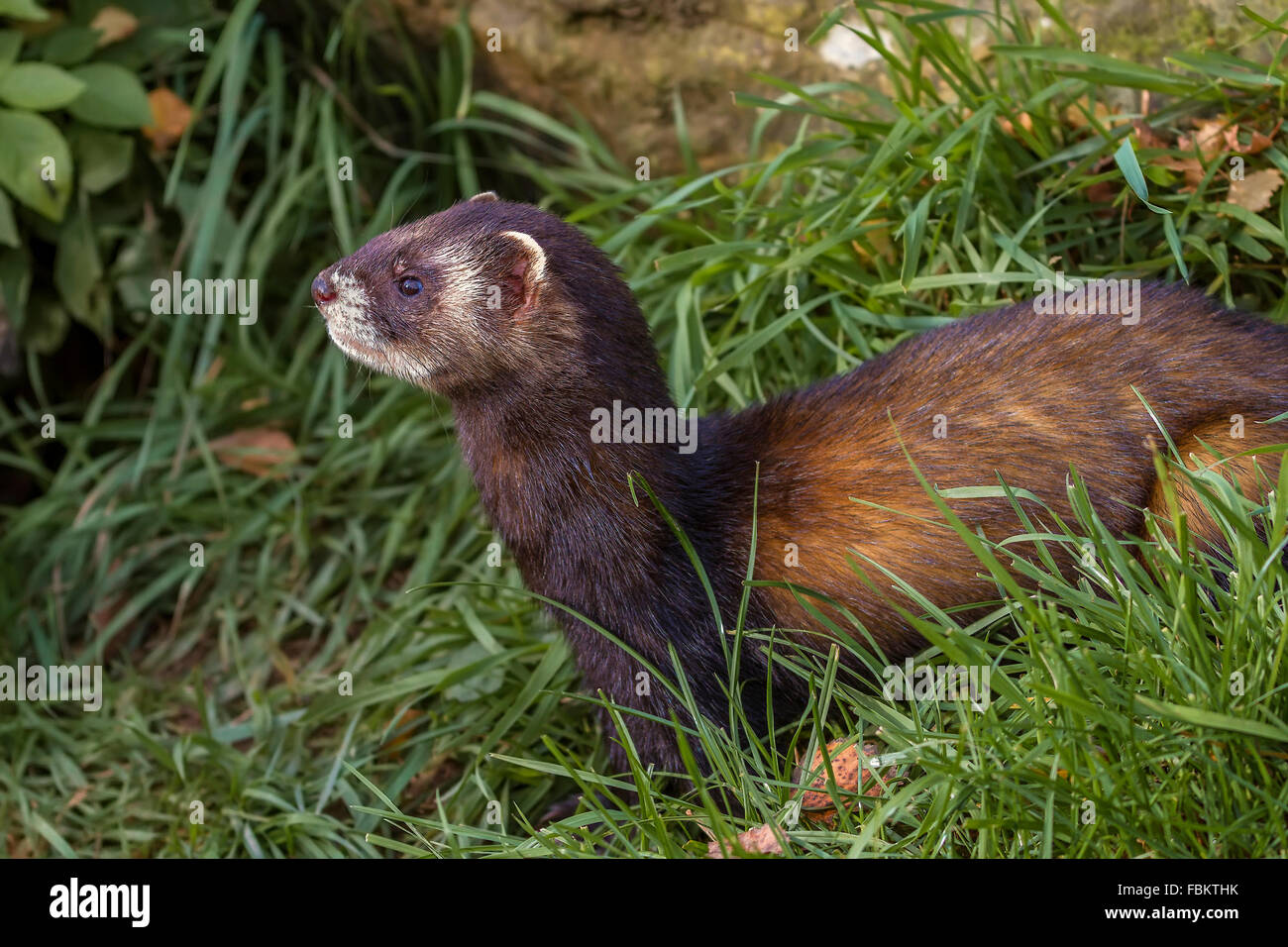Putorius hi-res stock photography and images - Alamy