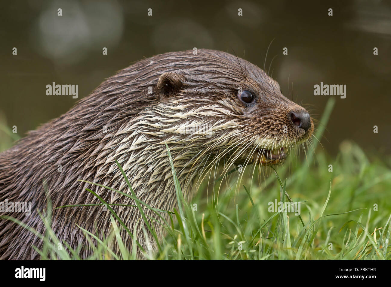 Uk otter lutra hi-res stock photography and images - Alamy