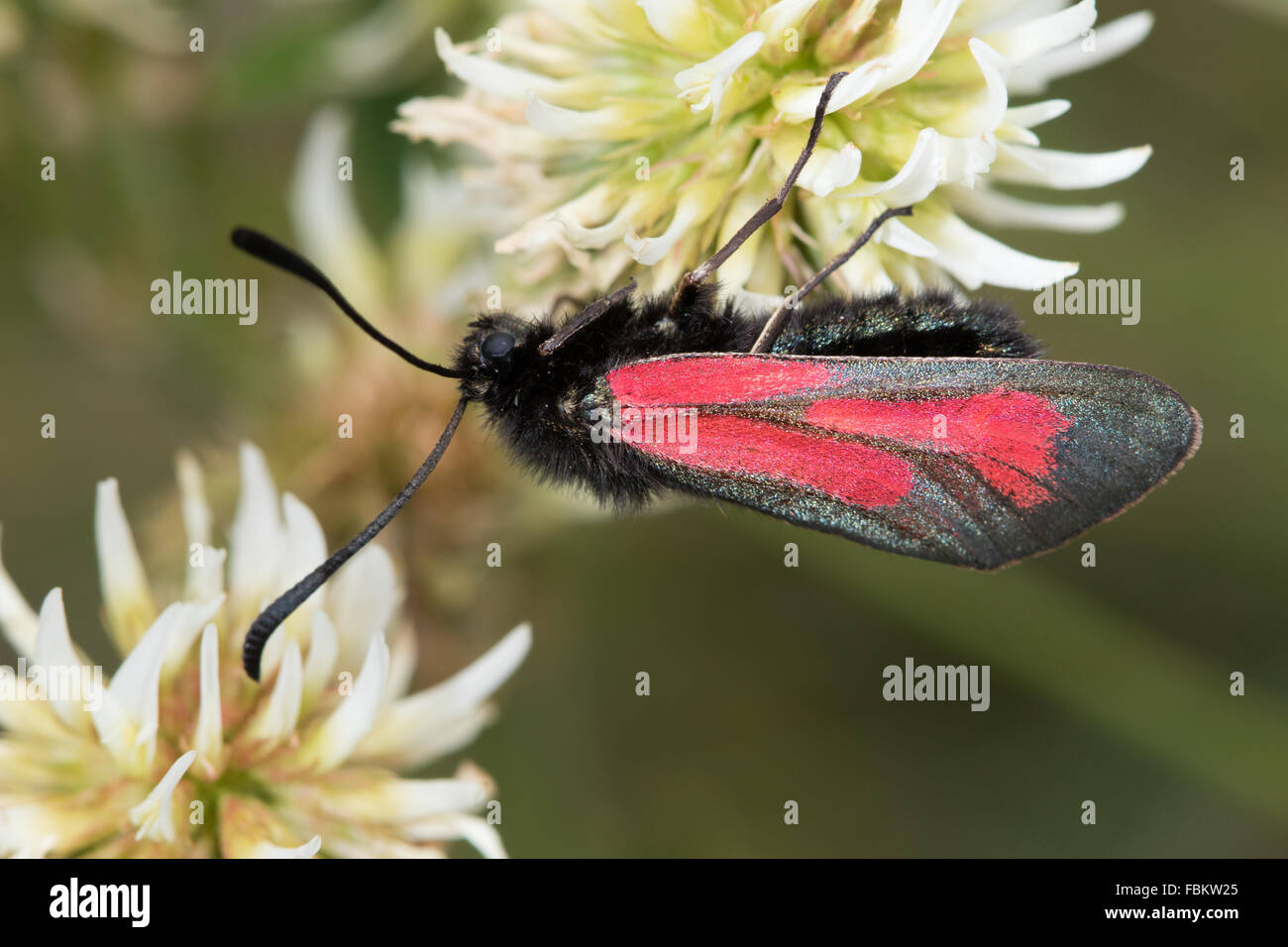 Transparent moth hi-res stock photography and images - Alamy
