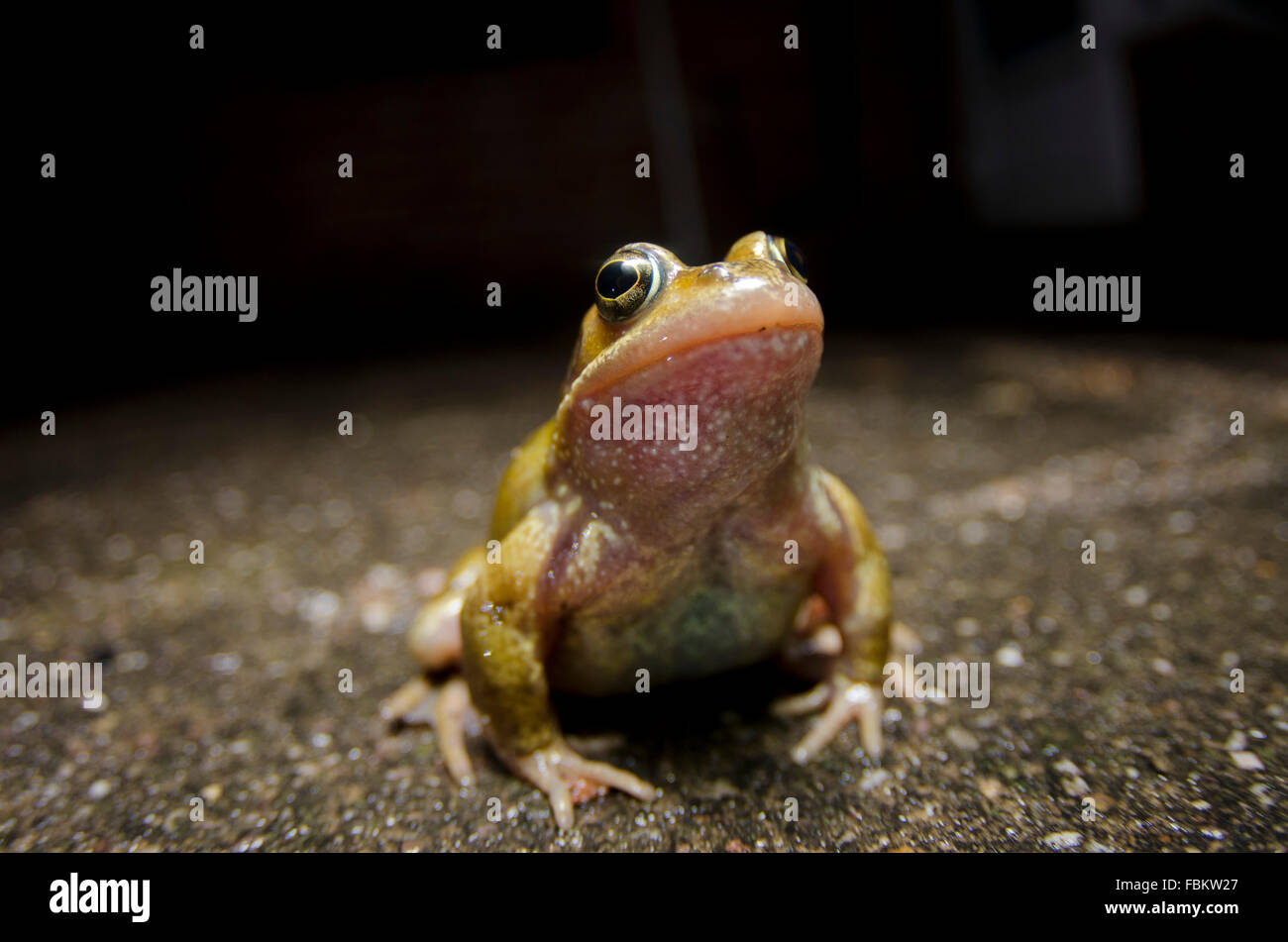 Night frog hi-res stock photography and images - Alamy