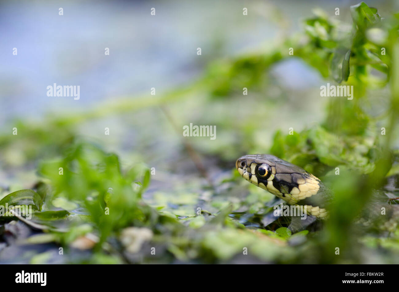 Young grass snake Stock Photo - Alamy
