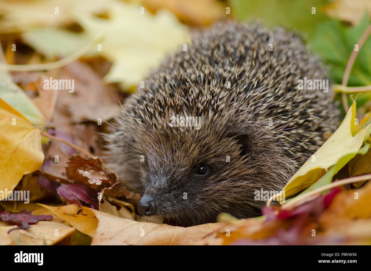 Hedgehog leaves portrait hi-res stock photography and images - Alamy