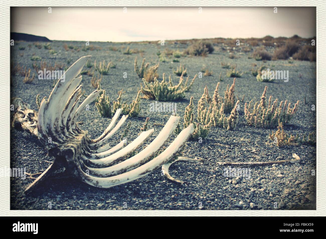 Skeleton desert hi-res stock photography and images - Alamy