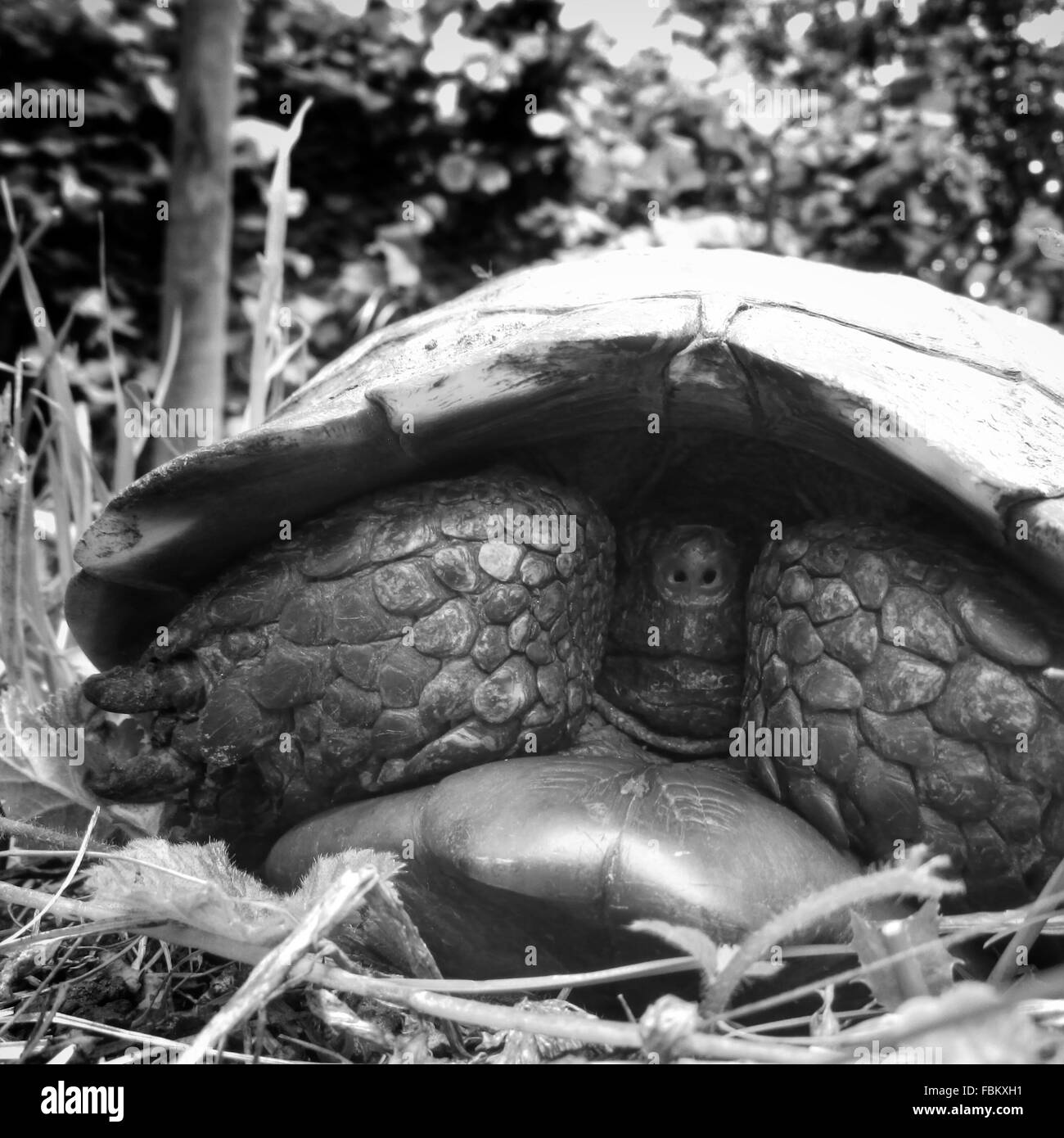 Ugly Turtle High Resolution Stock Photography and Images - Alamy