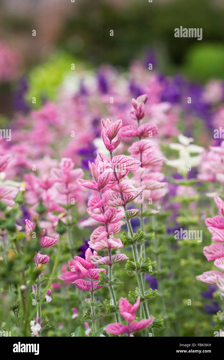 Salvia viridis hi-res stock photography and images - Alamy