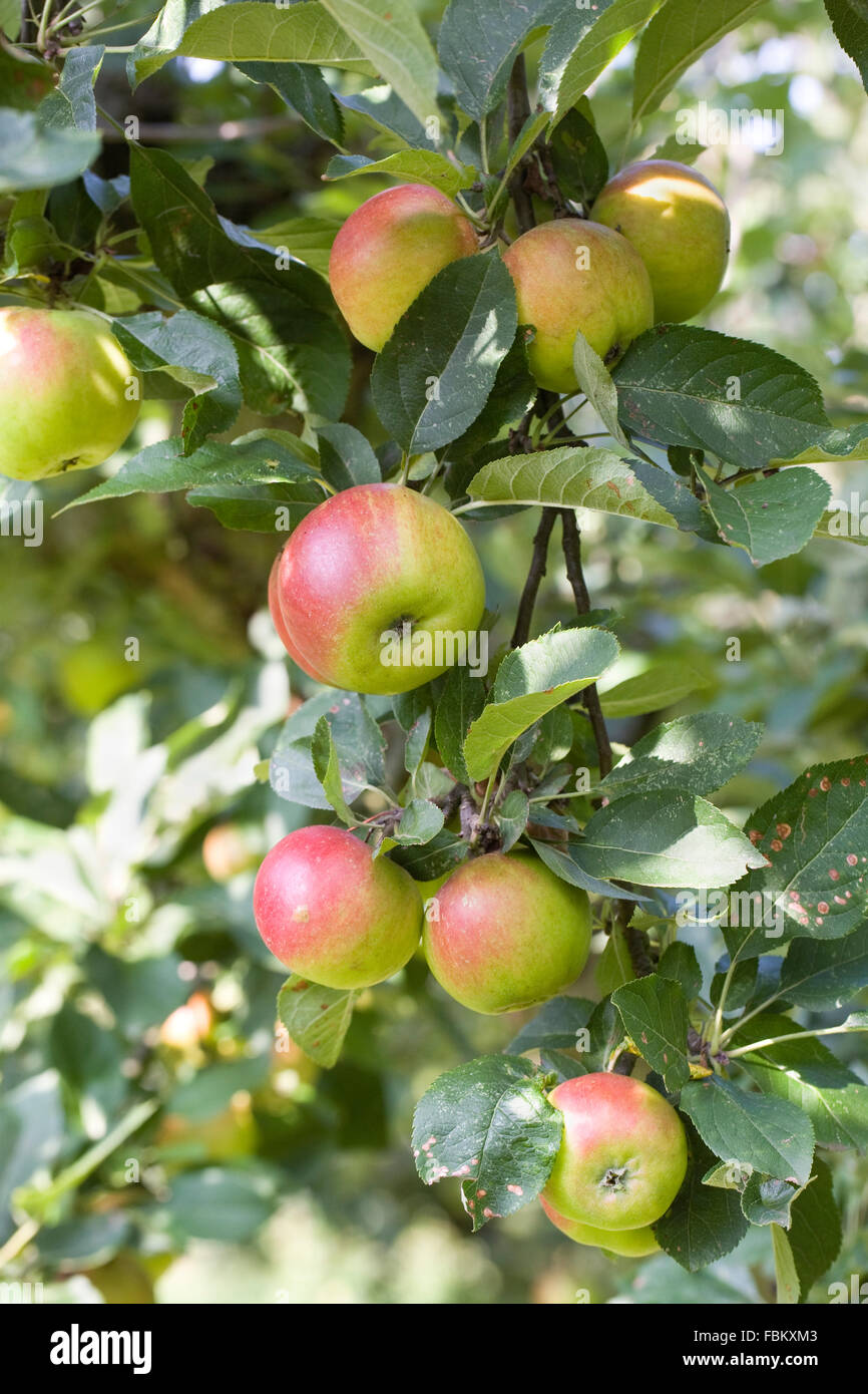 Malus domestica. Apple 'Barnack Beauty' growing in an English Orchard ...