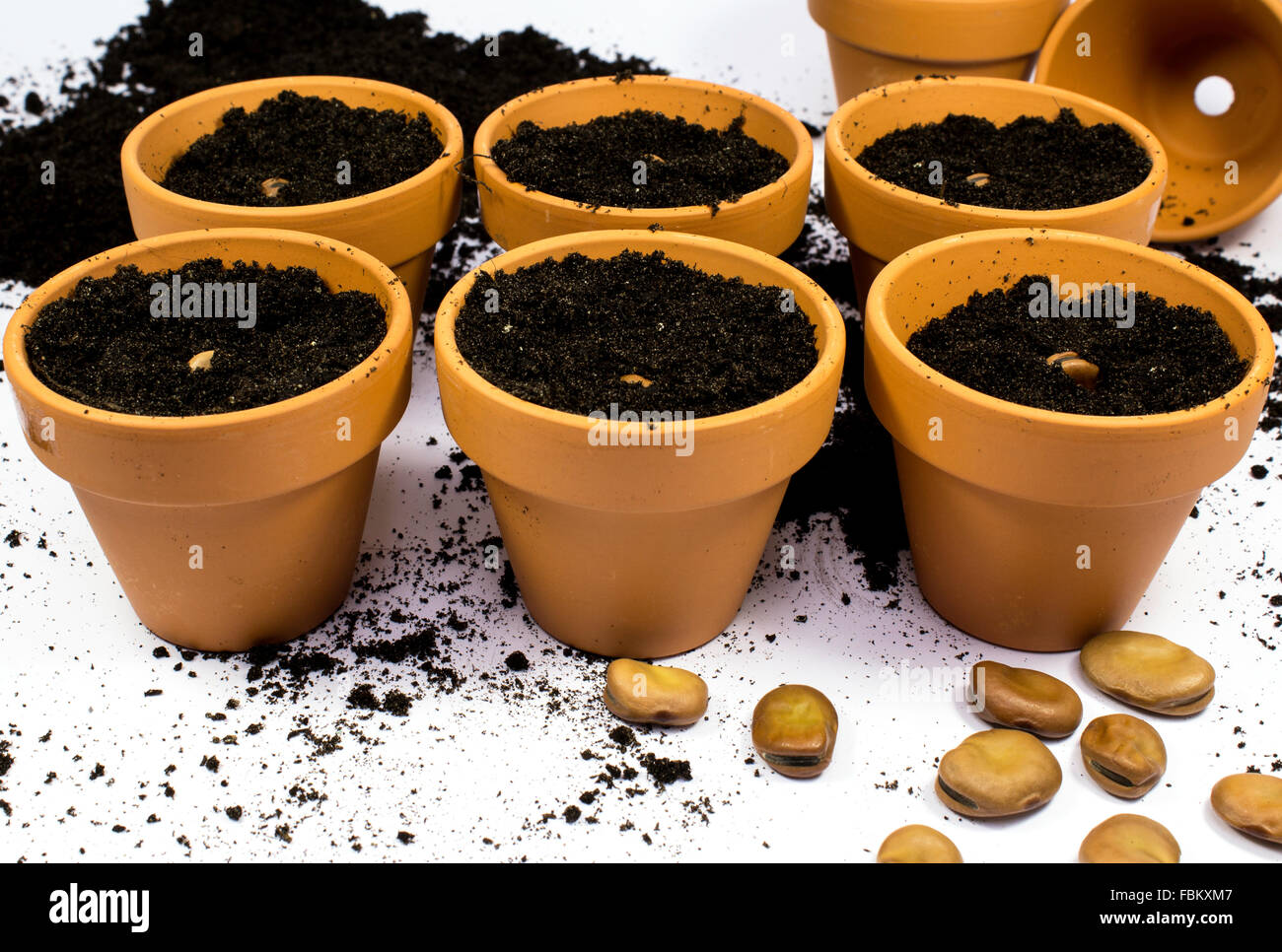 seed, compost, beans, plant pot, plants, soil Stock Photo - Alamy